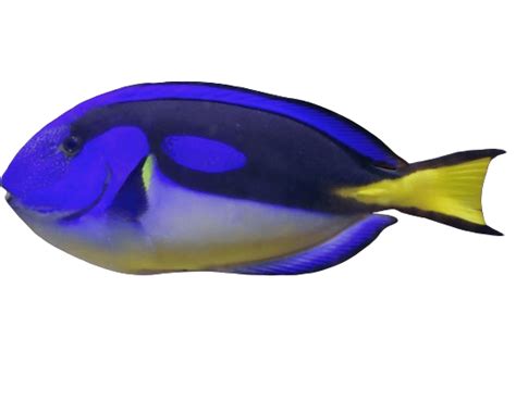 Yellow Belly Blue Tang Saltwaterlivestocks