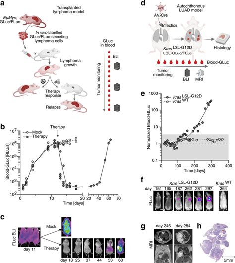 Monitoring Classic Tumor Models With GLuc A C Monitoring Of In Vivo