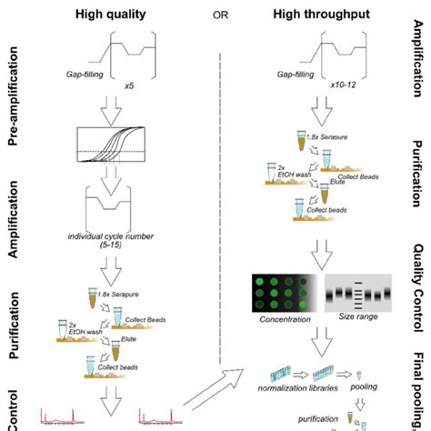 Pdf Low Cost And High Throughput Rna Seq Library Preparation For Illumina Sequencing From