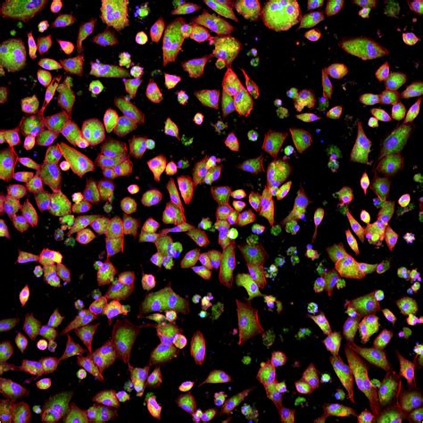 Cell Painting And Morphology Assay Services