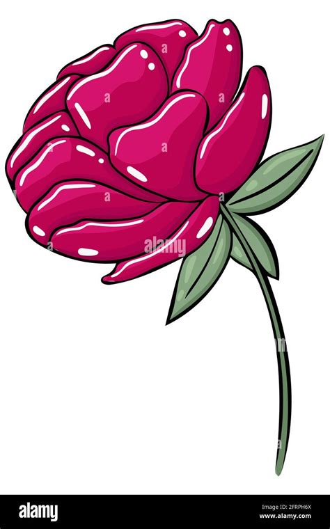 Single Pink Peony Clipart