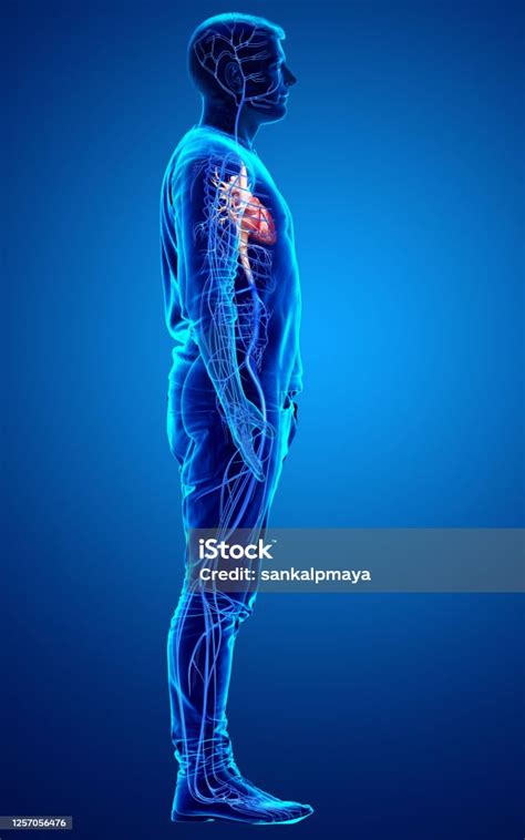 3d 는 수컷 정맥 해부학의 의학적으로 정확한 그림을 렌더링 3차원 형태에 대한 스톡 사진 및 기타 이미지 3차원 형태