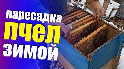 Пересадка пчел зимой в новый улей Youtube