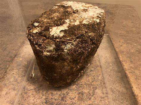 Help Mold On The Substrate First Timer Here And I Dont Know What To