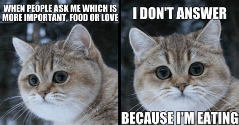 27 Feline Funny Cat Memes For A Caturday Full Of Smiles I Can Has
