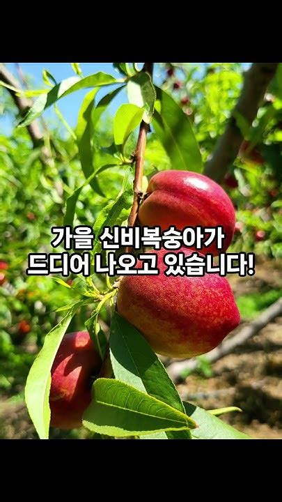 신비복숭아 가을에도 먹을 수 있다 딱 2주 동안 마진 천원만 보겠습니다 신비복숭아 복숭아 천도복숭아 농장 산지직송