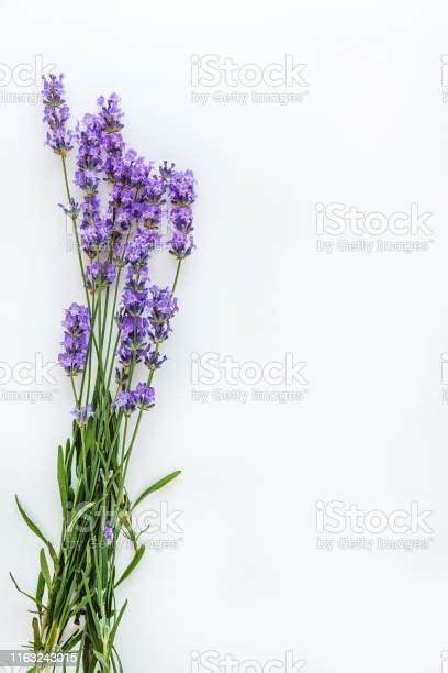 흰색 배경에 신선한 라벤더 꽃다발 상단보기 고립 공간을 복사합니다 플랫 레이 0명에 대한 스톡 사진 및 기타 이미지 0명