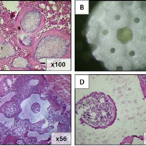 Different Implants In Rat Tibia Model Defect Cha A Granules And Download Scientific Diagram