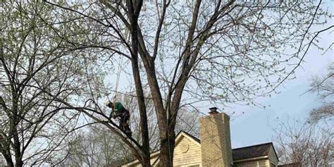 How To Tie Off Tree Limbs When Cutting In Memphis TN