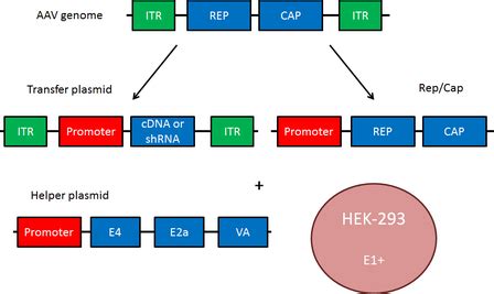Addgene Adeno Associated Virus AAV Guide
