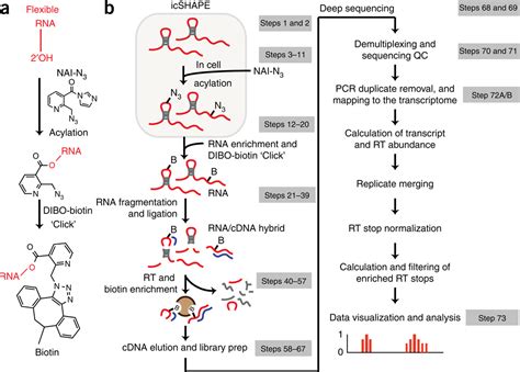 Transcriptome Wide Interrogation Of RNA Secondary Structure In Living Cells With IcSHAPE