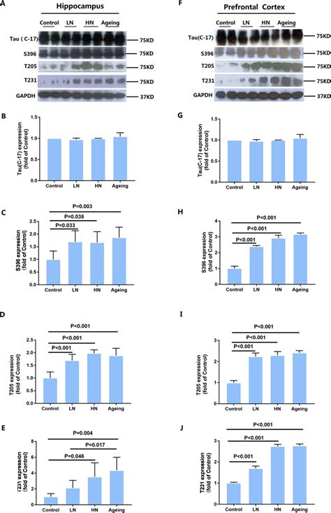 Chronic Noise Exposure Increases Hyperphosphorylated Tau In The Download Scientific Diagram