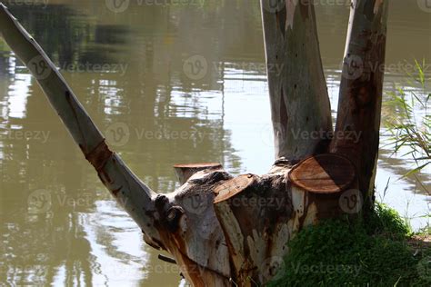 Texture Of Wood And Tree Bark 10011579 Stock Photo At Vecteezy