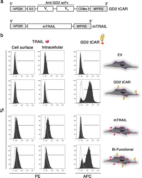 Targeting Gd2 Positive Glioblastoma By Chimeric Antigen Receptor