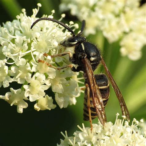 18 Examples Of Wasps That Eat Wood And Why They Do That