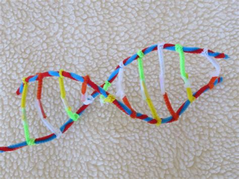 Making A Dna Model With Pipe Cleaners And Beads At Teresa Burks Blog
