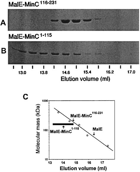 The C Terminal And N Terminal Domains Of Minc Promote Oligomer Download Scientific Diagram