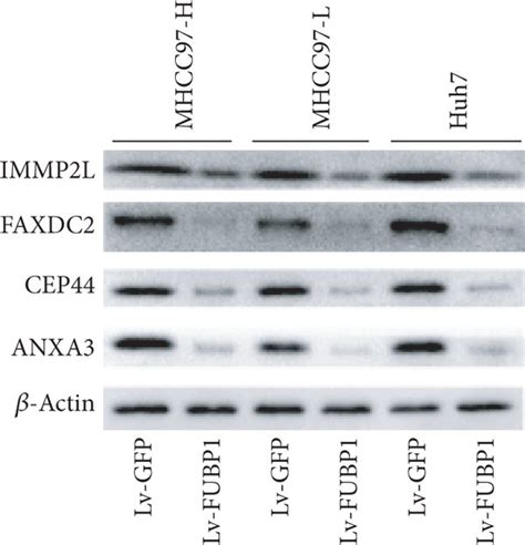 Coexpression Analysis Of Lncrnas Mrnas Network A There Were 12