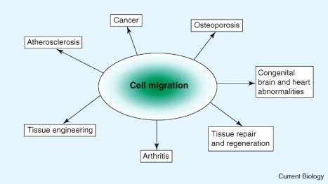 Cell Migration Current Biology