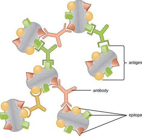 antibodies overview of specific adaptive immunity by openstax page 3