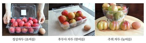 자두 종류 인스티즈 Instiz 이슈 카테고리