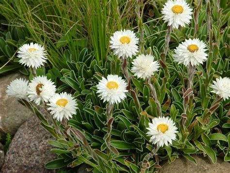 Factsheet Helichrysum Marginatum