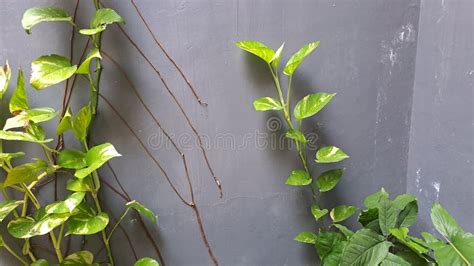 Devil S Ivy Epipremnum Aureum On Grey Concrete Wall Background
