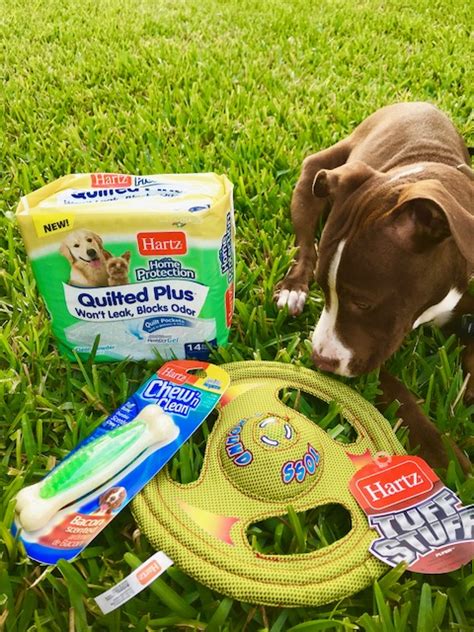 New Puppy Owner Guide 10 Tips How To Raise A Healthy Puppy Just