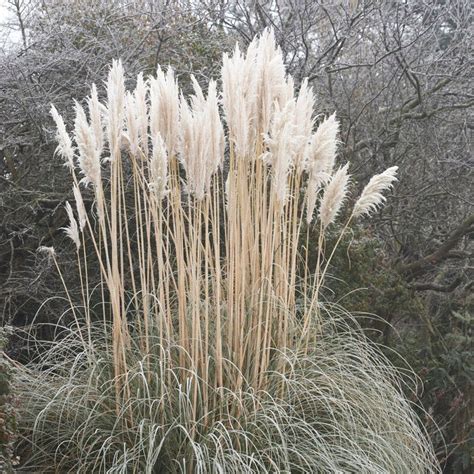Dwarf Pampas Grass Cortaderia Selloana Pumila High Country Gardens