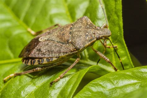 Bcs Having A Stink Bug Explosion Canadas National Observer