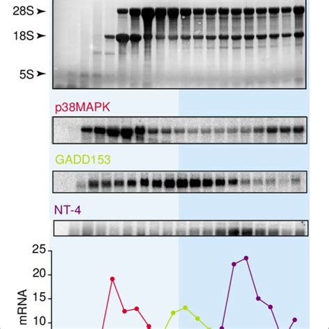 Polysome Bound Mrna Expression Profiling Detects Both Transcriptionally Download Scientific