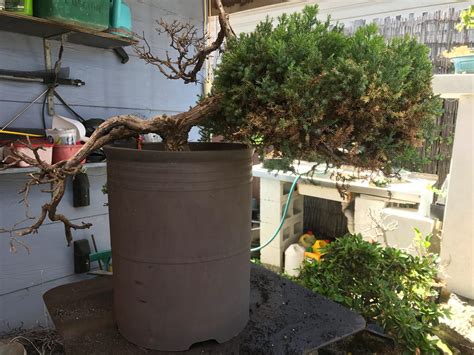 A Juniperus Squamata Prostrata Bonsai South Nursery