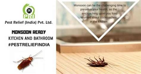 Cockroaches Pest Control Services In Navi Mumbai Id 23420050255