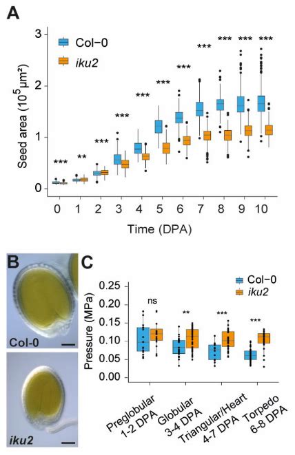 Endosperm Turgor Pressure Both Promotes And Restricts Seed Growth And