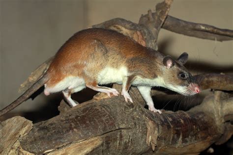 African Giant Rats