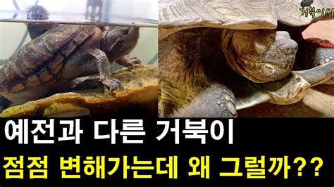 [ 거북이씨 ] 예전과 다른 거북이의 행동들 왜 그런걸까 Youtube