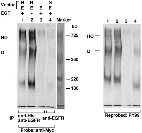 Role of extracellular subdomains of p185c-neu and the epidermal growth ...