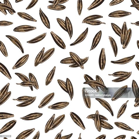 커민 또는 지라 씨앗이있는 완벽한 패턴 손으로 그린 스케치 벡터 일러스트레이션 드레싱 식품에 대한 스톡 벡터 아트 및 기타 이미지 드레싱 식품 디자인 배경 주제