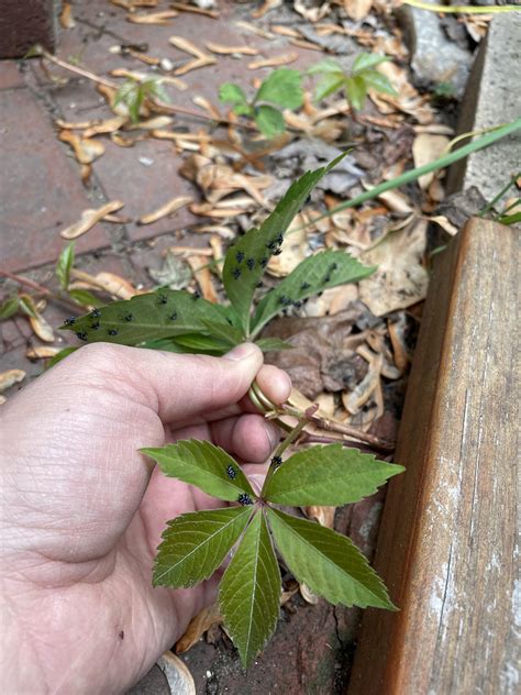 Lantern Fly Nymphs R Nyc