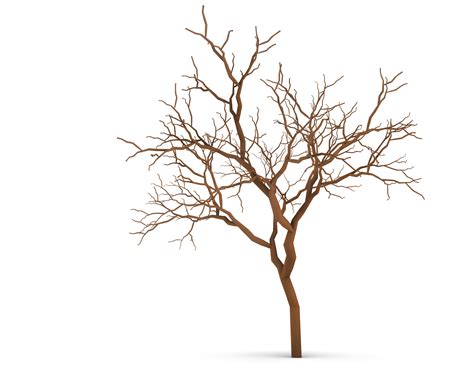 Fractal Trees Seeing Trees Through Fractals New Research Explores How