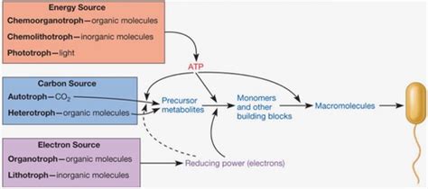 Chapter Energy Relations Flashcards Quizlet