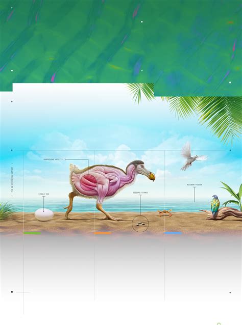 Dodo Reviving The Dodo