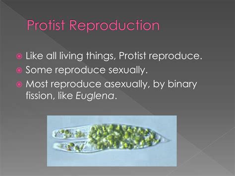 Ppt Protists And Fungi Powerpoint Presentation Free Download Id 515980