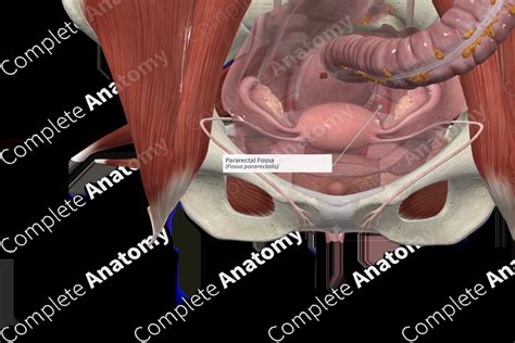 Pararectal Fossa Complete Anatomy