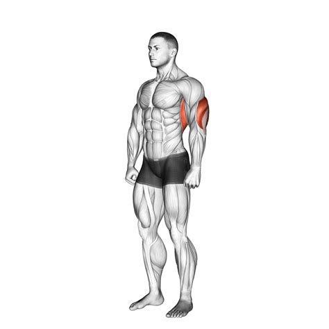 Overhead Tricep Stretch Benefits Muscles Targeted And More Inspire Us