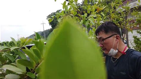 국내산 구아바 화성팜랜드손끝바나나 열대과일바나나장안리체험학습시험재배기후대비농업지구온난화아열대작물신소득작물한국농어촌공사농림수산식품부농업 Youtube