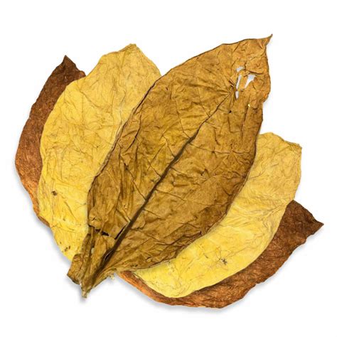 Les Dangers Du Tabac Ce Que Vous Devez Aboslument Savoir Human Cbd