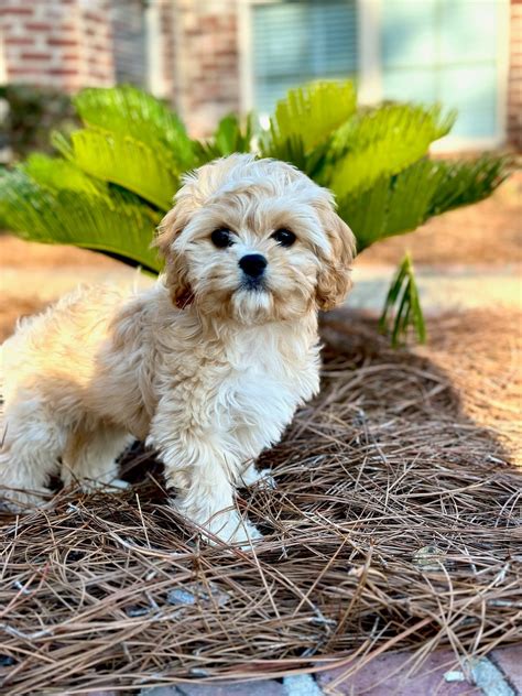 Cavapoochon Central East Texas Cavapoo And Cavapoochon Breeder Cavapoochon Central Llc