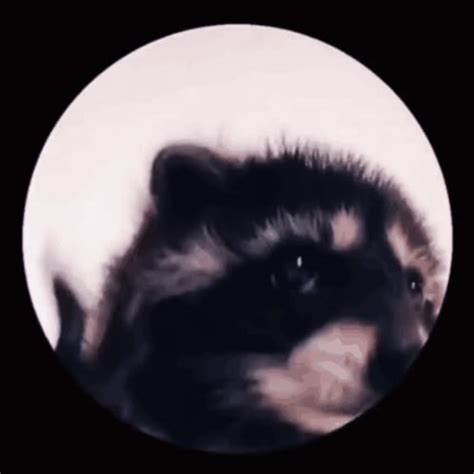 Mapache Pedro Mapache Pedro Descubrir Y Compartir GIFs Perro