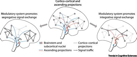 linking structure and function in macroscale brain networks trends in